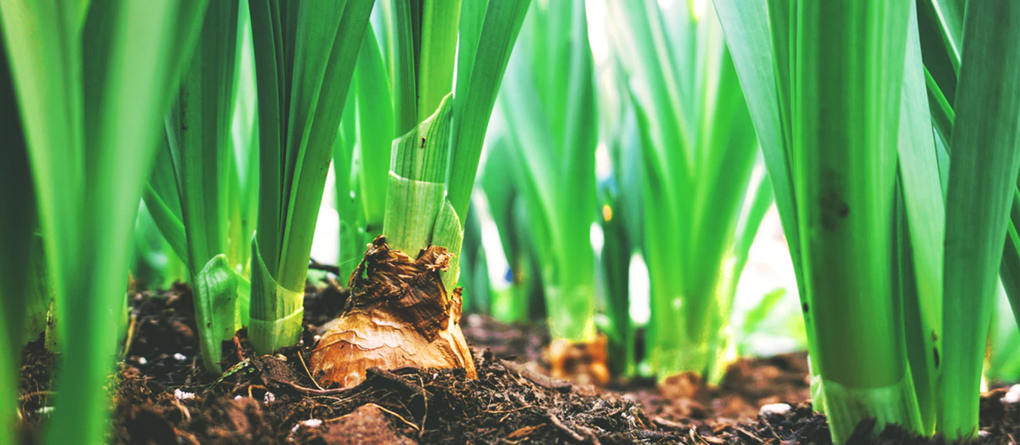 Edible Plants Guide (Outdoor) - GearHungry