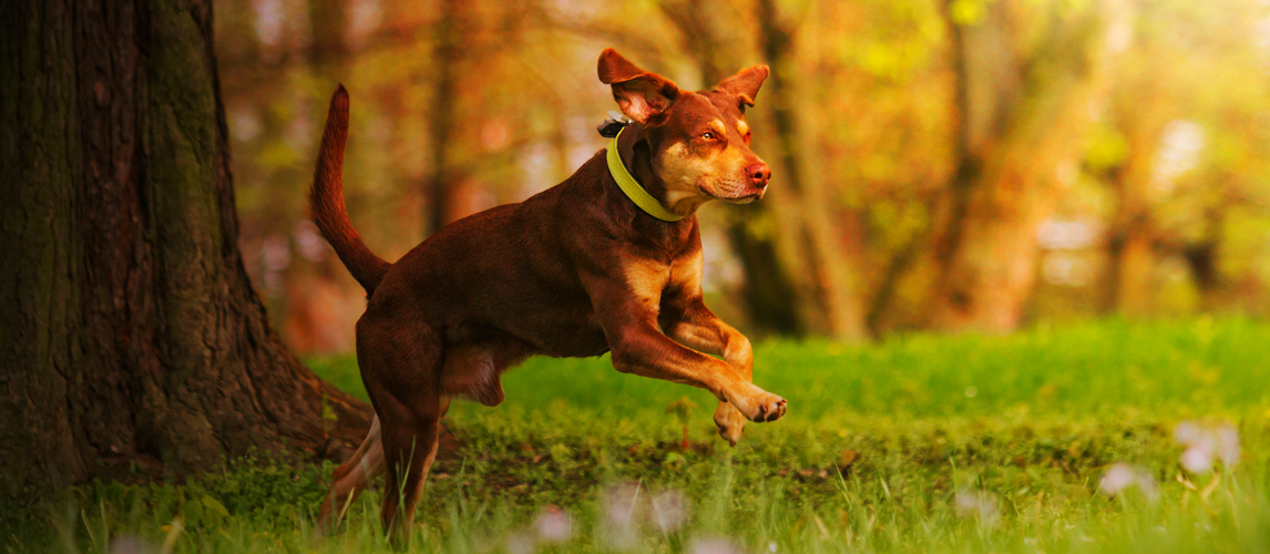 The Best Dog Joint Supplements to Keep Your Pet Moving – Gear Hungry