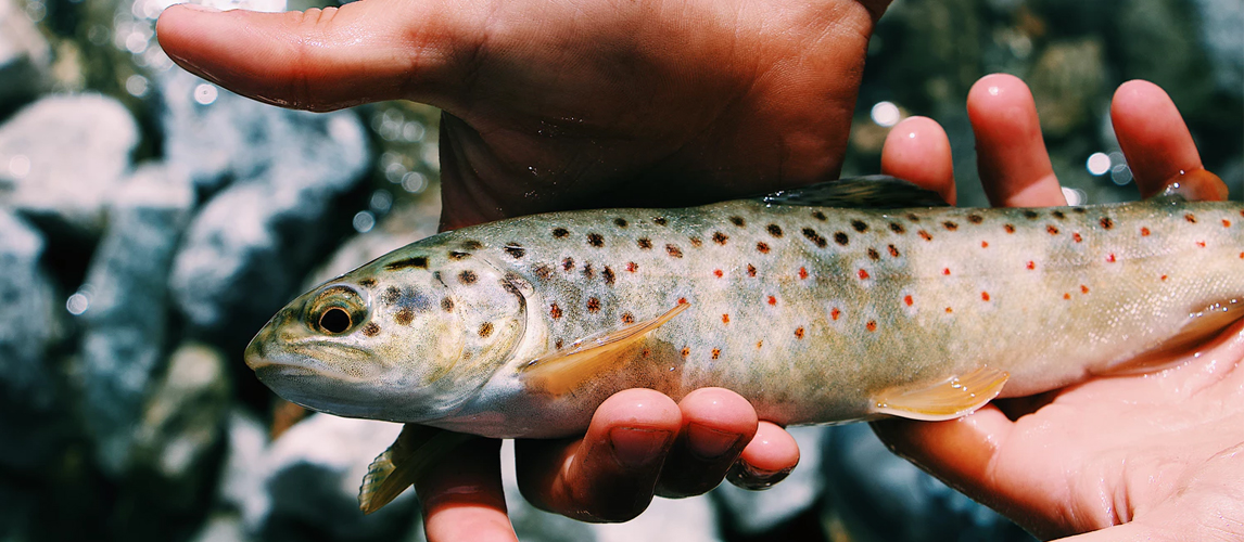 How To Prepare & Store Fish Until You Hit Shore – Gear Hungry