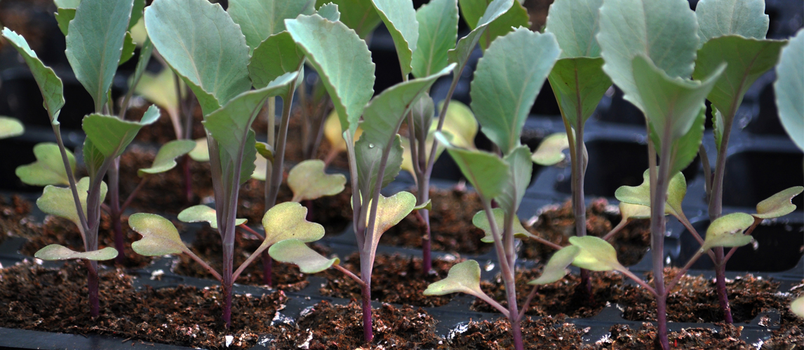 Top Tricks To Grow Food Without A Garden - Gear Hungry