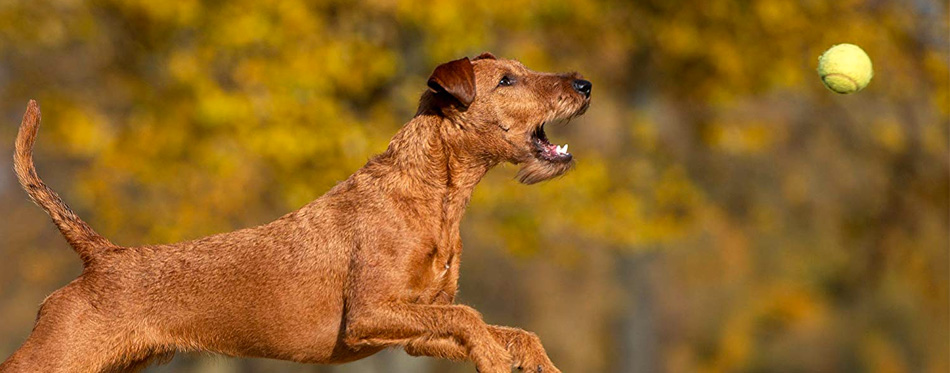 Best Dog Balls In 2022 [Buying Guide] – Gear Hungry