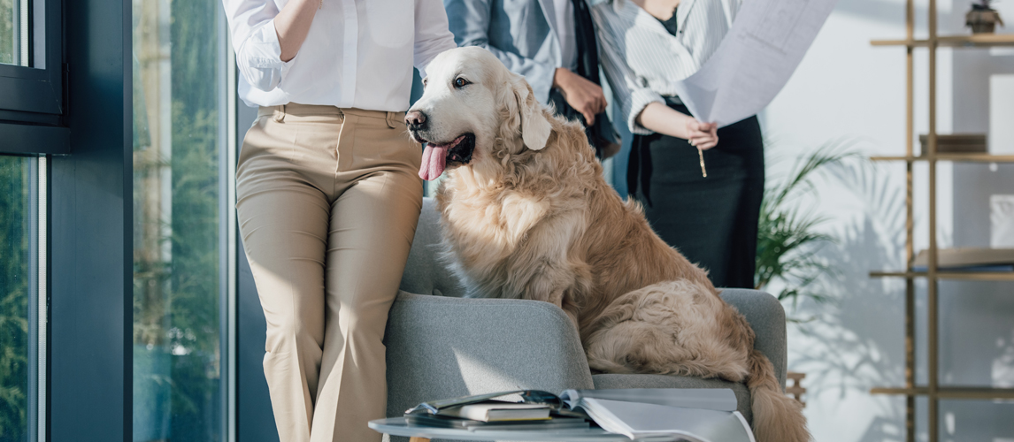 Want To Increase Your Productivity? Bring Your Dog To Work Gear Hungry