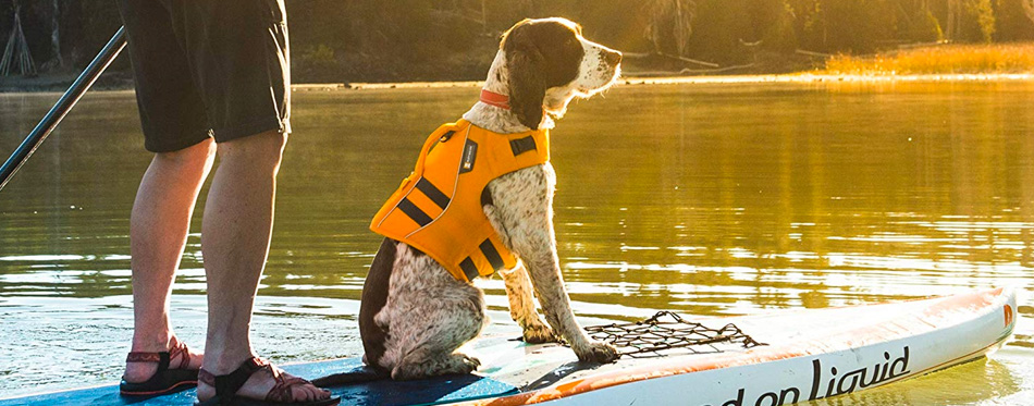 Best Dog Life Jackets In 2022 [Buying Guide] – Gear Hungry