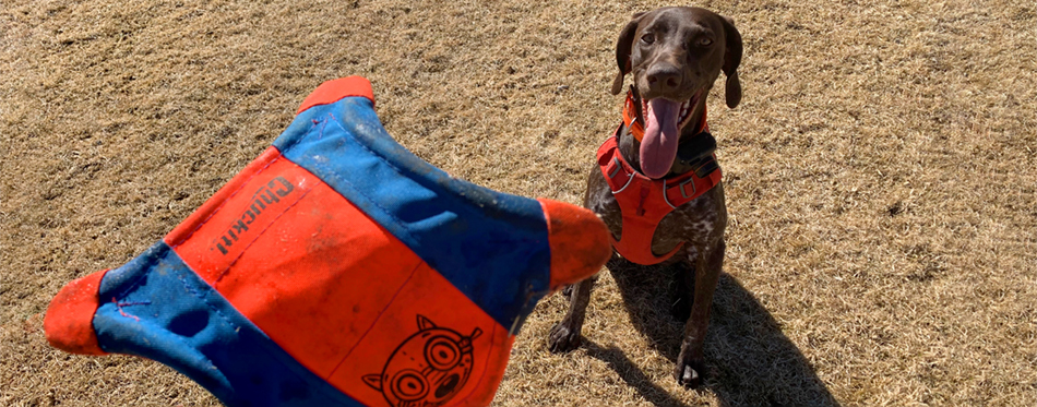 Best Frisbees for Dogs - Tested in 2021