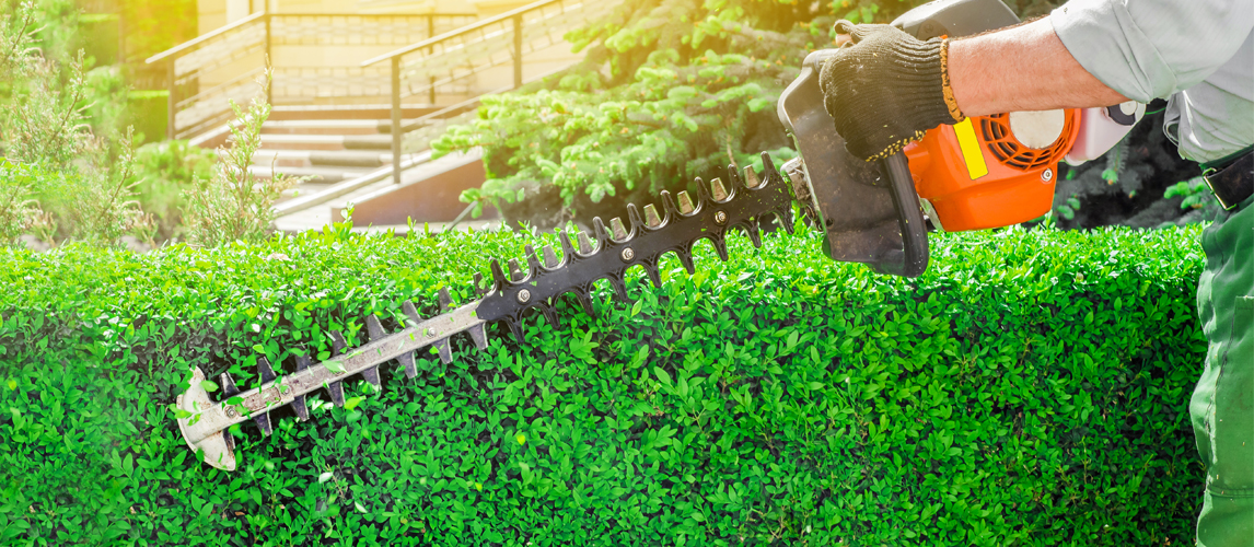 Rule The Garden: The Best Hedge Trimmers In 2022 – Gear Hungry